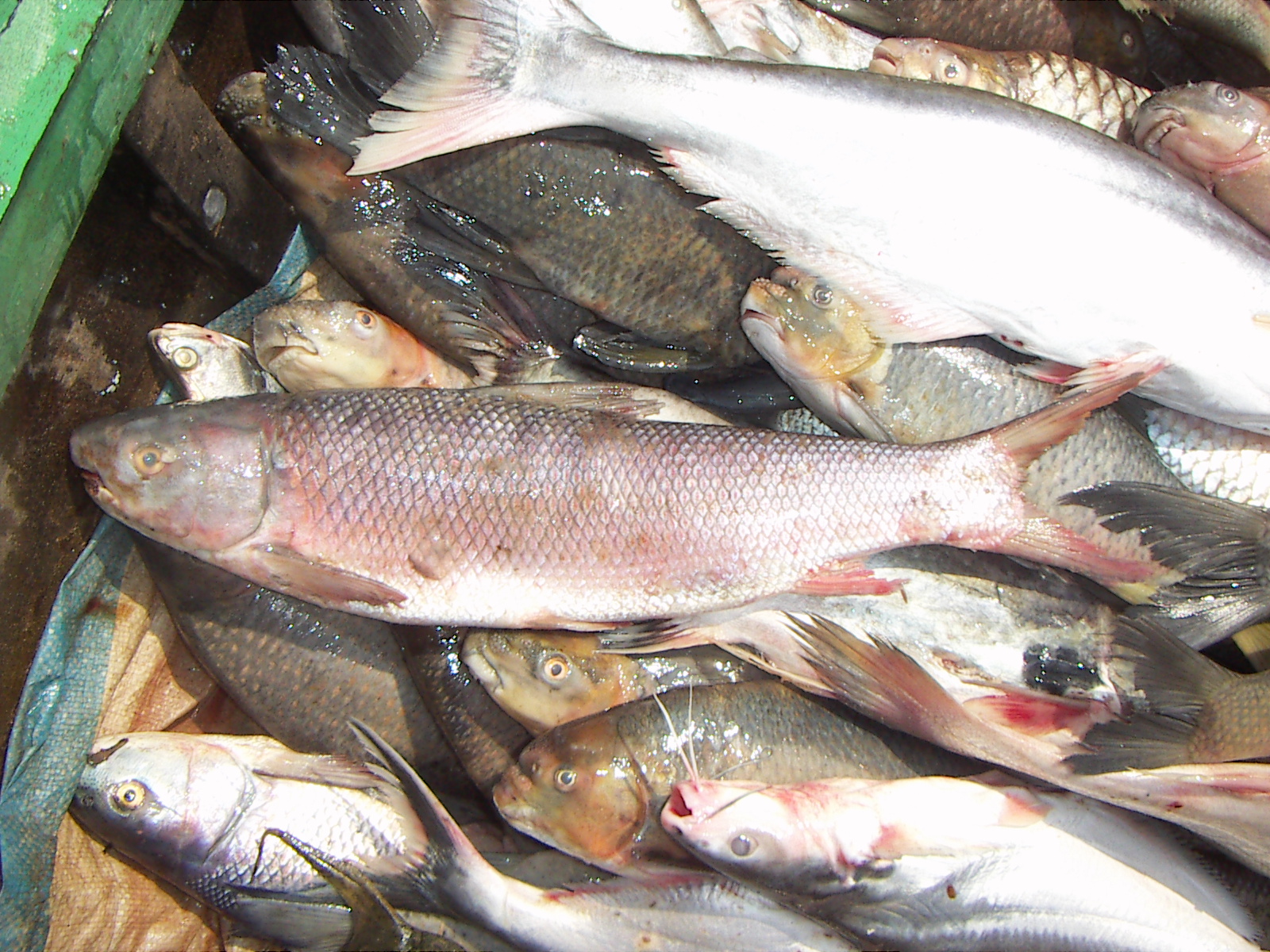 The Mekong River: To dam or not to dam? - Scienceline