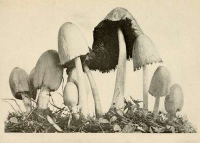 Mushroom of the Week: Inky caps - Scienceline