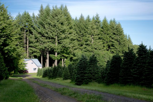 A clearer view of clearcuts - Scienceline