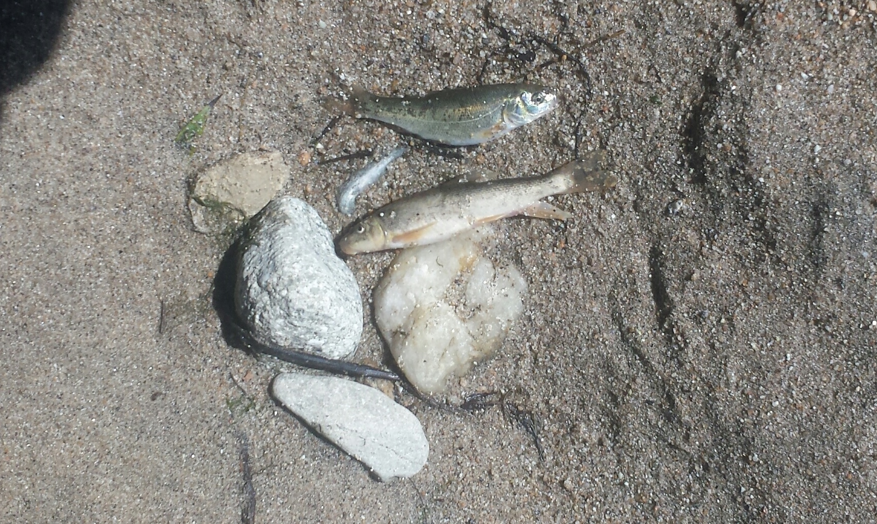 A fish out of water - Scienceline