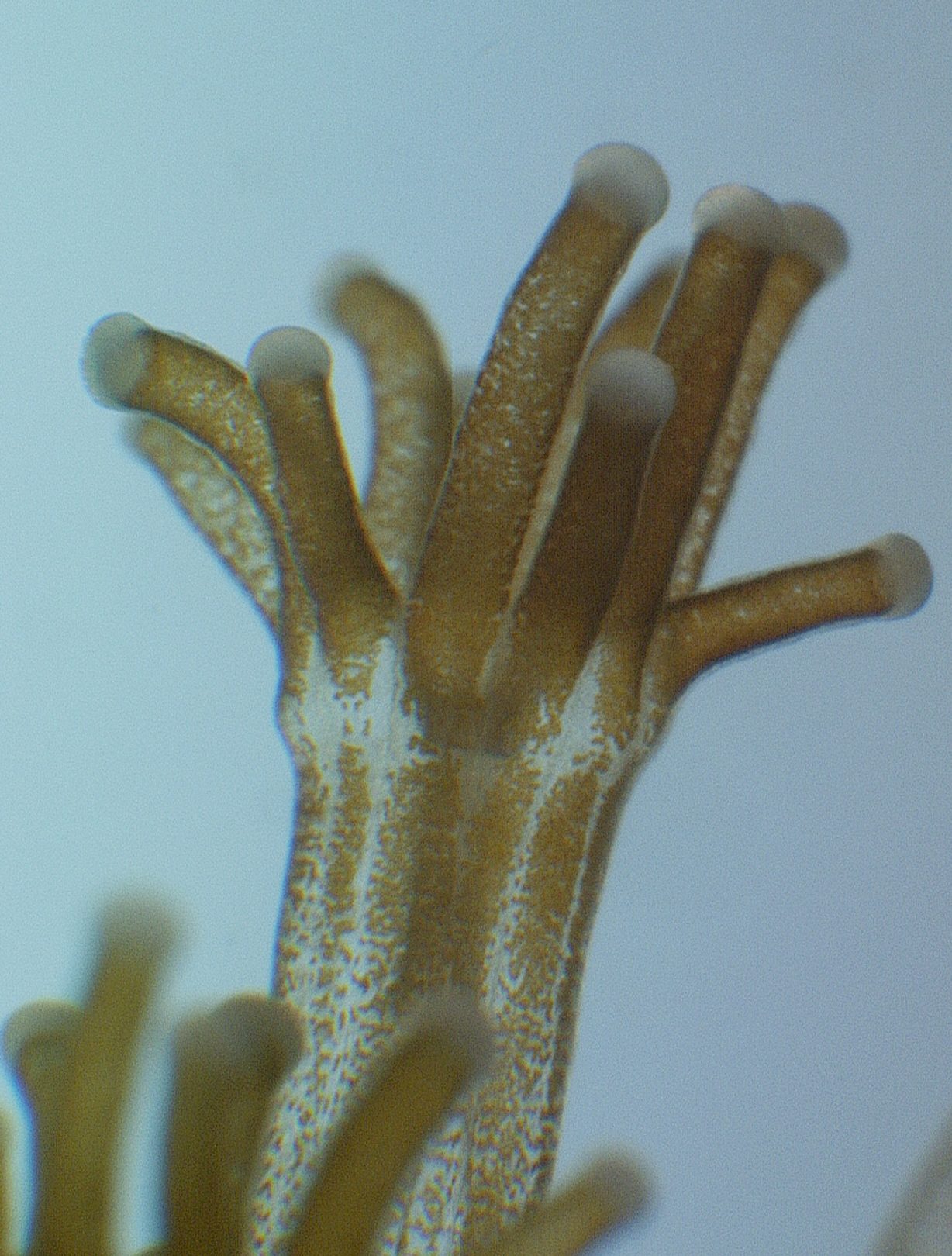 What is coral bleaching and why does it happen? - Scienceline