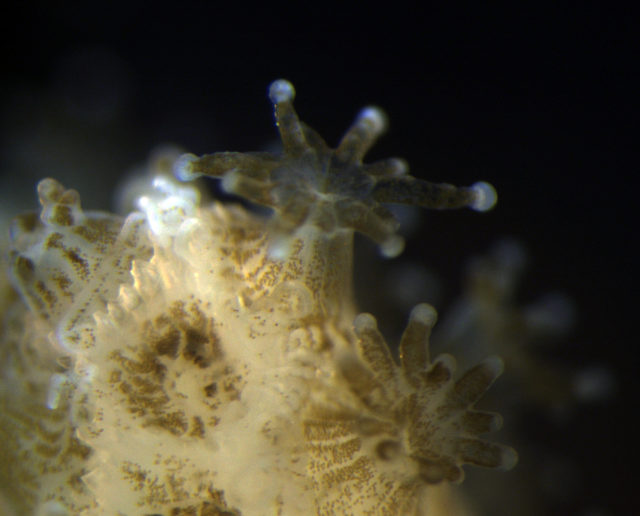 The fight to save coral - Scienceline