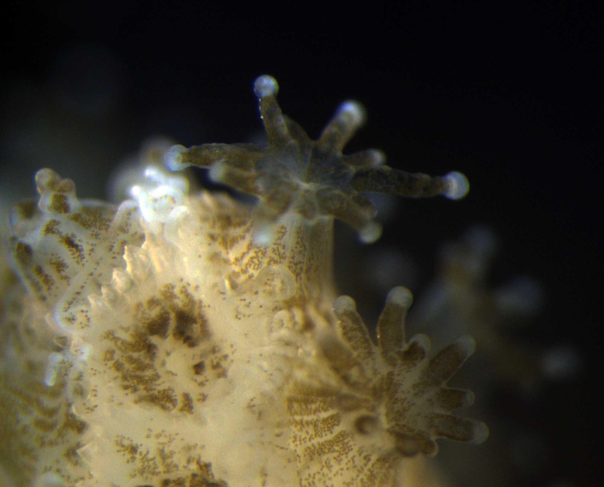 The fight to save coral - Scienceline