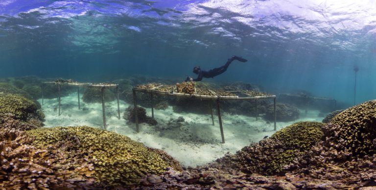 The fight to save coral - Scienceline