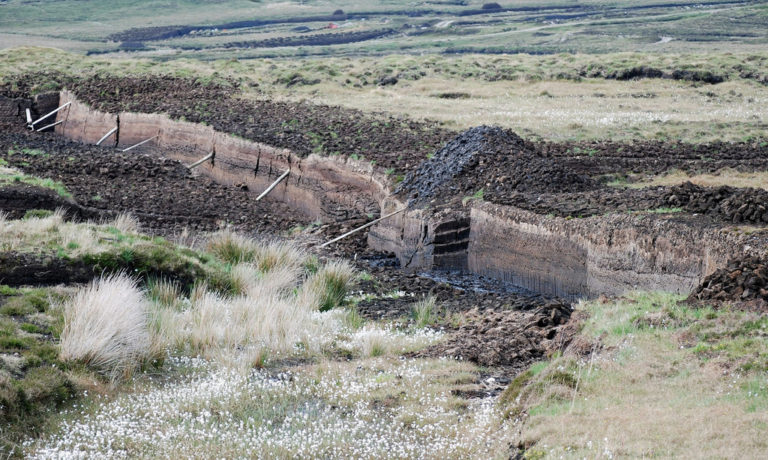 Don’t drain the swamp - Scienceline