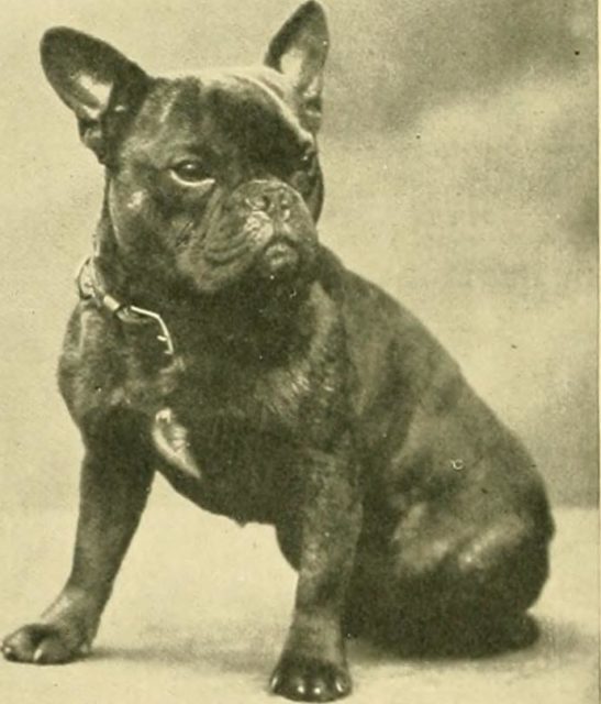 The (de-)evolution of the bulldog - Scienceline