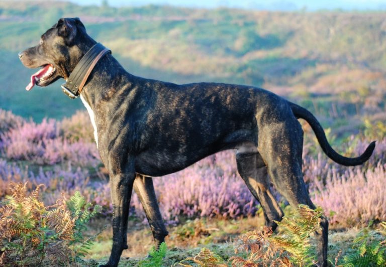 The (de-)evolution of the bulldog - Scienceline