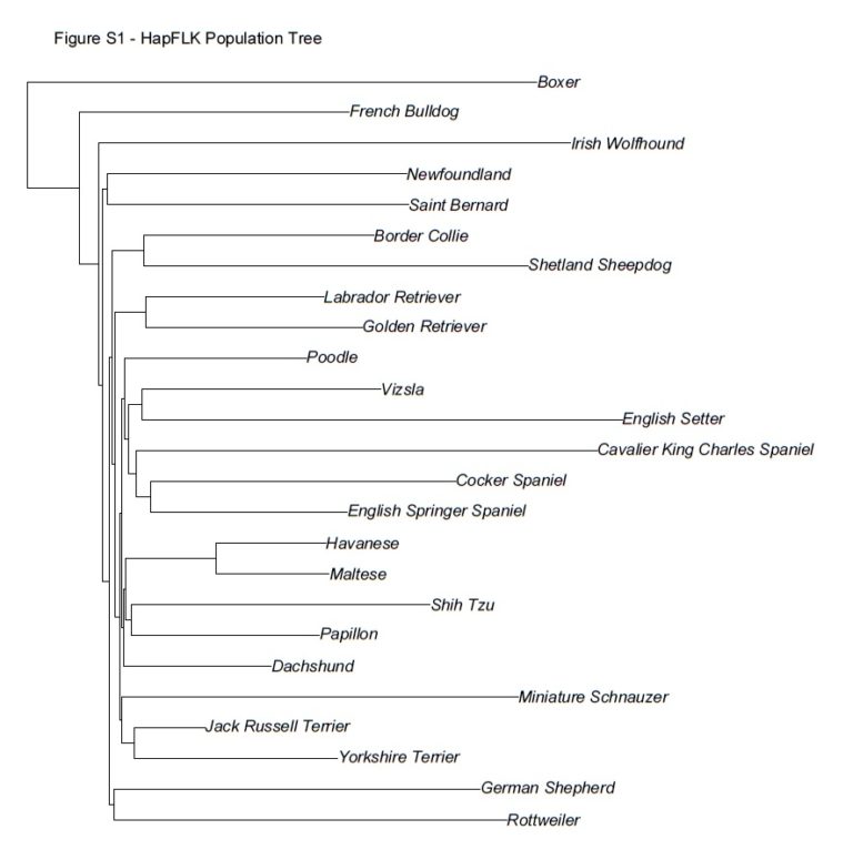 The (de-)evolution of the bulldog - Scienceline