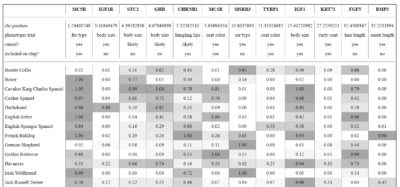 The (de-)evolution of the bulldog - Scienceline