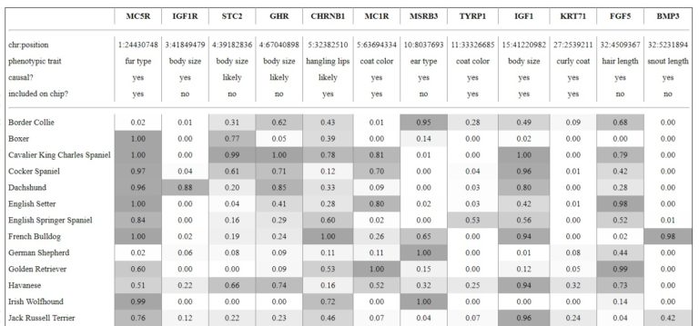 The (de-)evolution of the bulldog - Scienceline