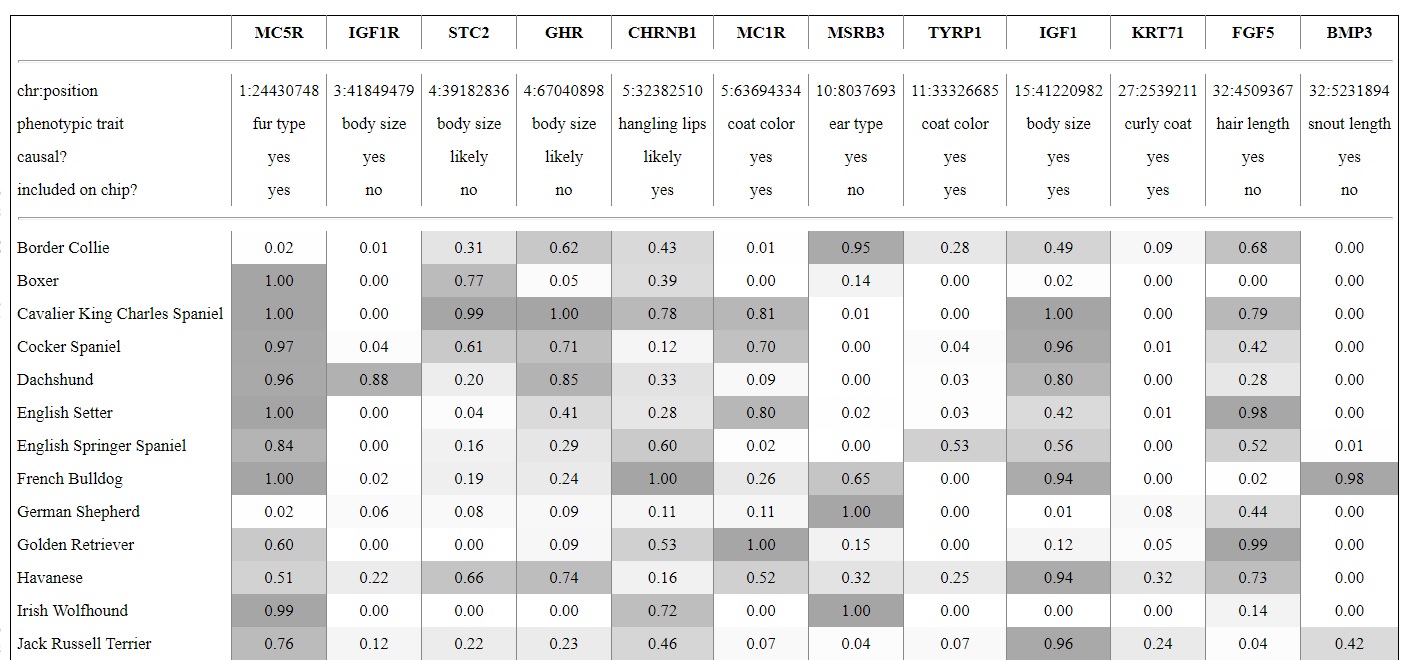 The (de-)evolution of the bulldog - Scienceline