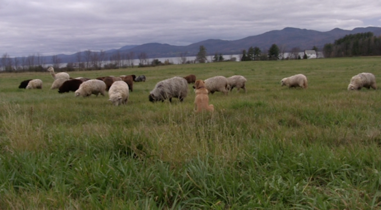 Scuttleship Farm - Scienceline