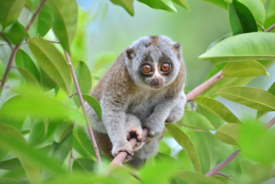 VIDEO: Saving slow lorises using DNA - Scienceline