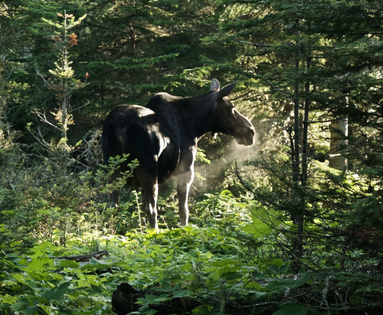 Forty-eight years on an island with wolves - Scienceline