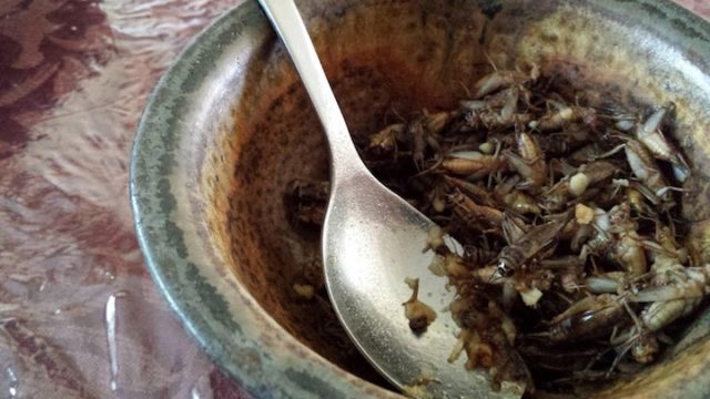 Do you want fried ants with that? - Scienceline