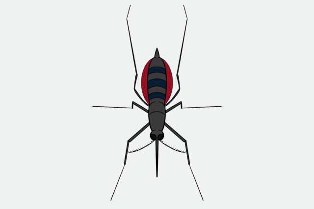 Bug Blog: Mosquitoes - Scienceline