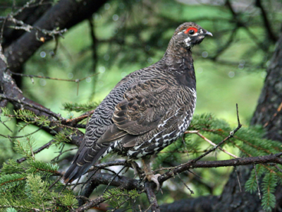 This pine needle-eating bird is disappearing from Adirondack forests ...