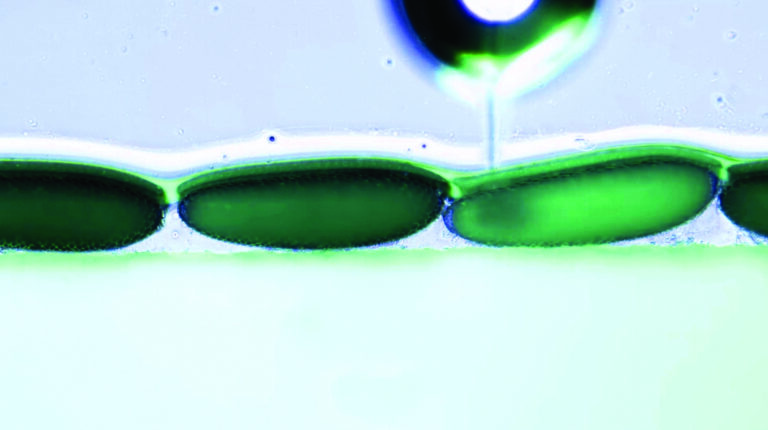 Wolbachia: Bacteria that are saving lives - Scienceline
