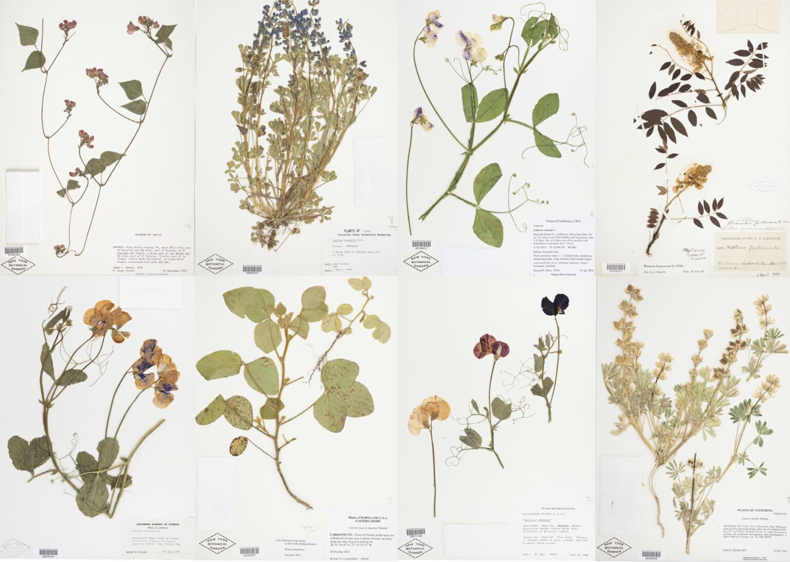 Plants of the past, research of the future - Scienceline