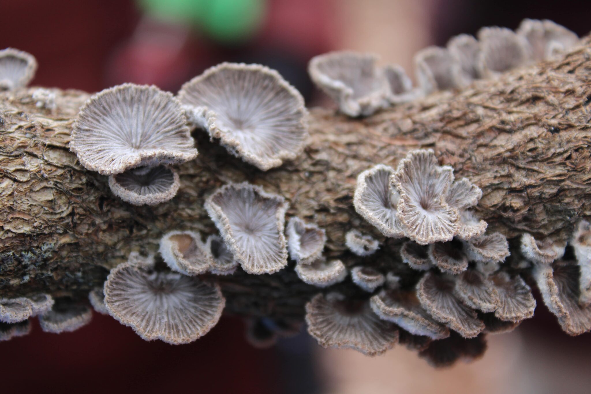 A mushroom walk on Staten Island - Scienceline