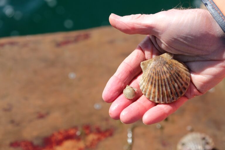 Long Island's scallops are dying out. Scientists are hunting for ...