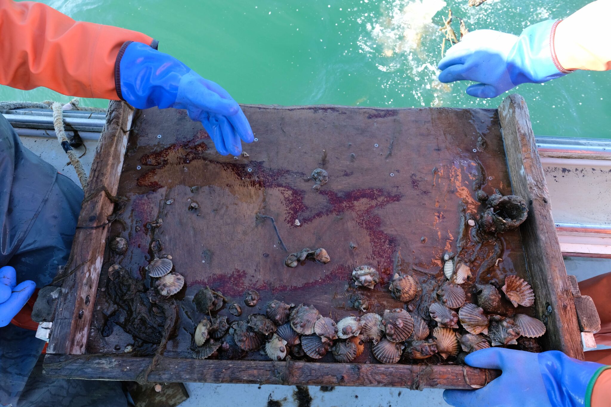 Long Island's scallops are dying out. Scientists are hunting for ...