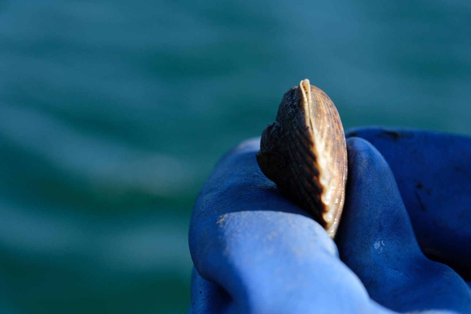 Long Island's scallops are dying out. Scientists are hunting for ...