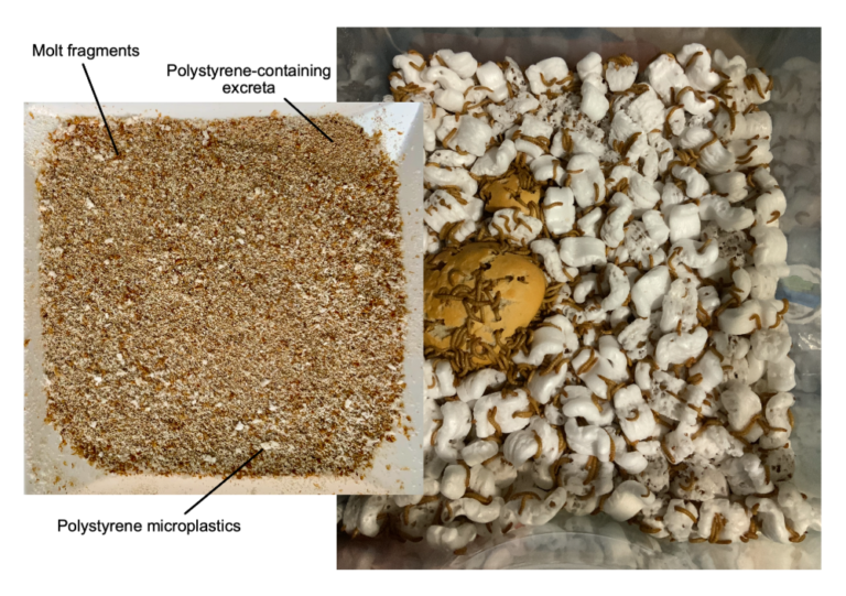 Insect microbes face off against the plastic pollution crisis - Scienceline