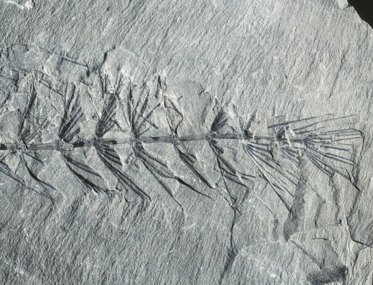 From fossil to fuel - Scienceline