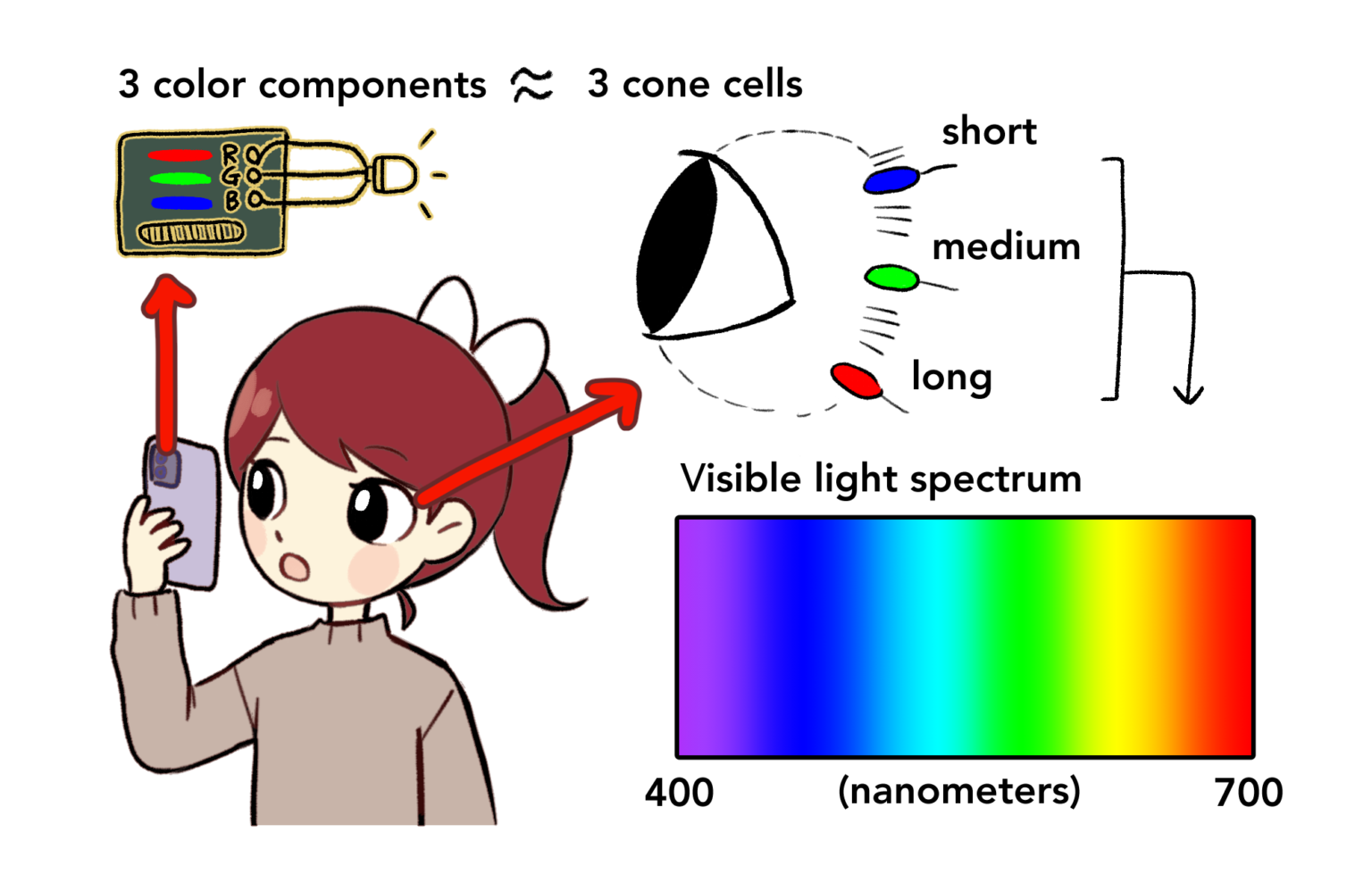 The thing about pink we don’t see - Scienceline