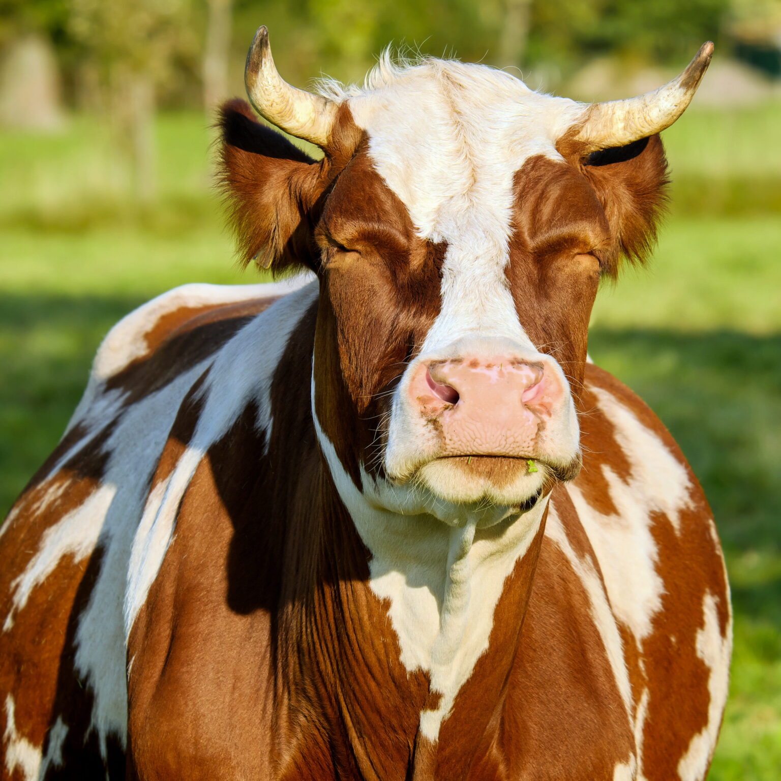 Cows are a big part of the climate problem — but can be part of the ...